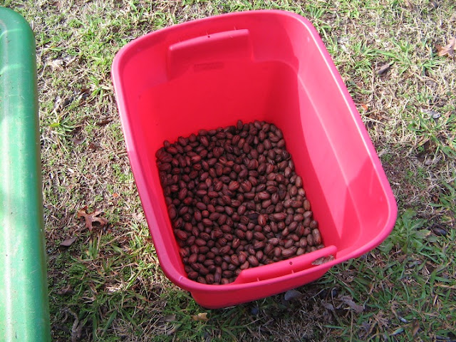 The Homestead Report: Weasel Nut Gatherer