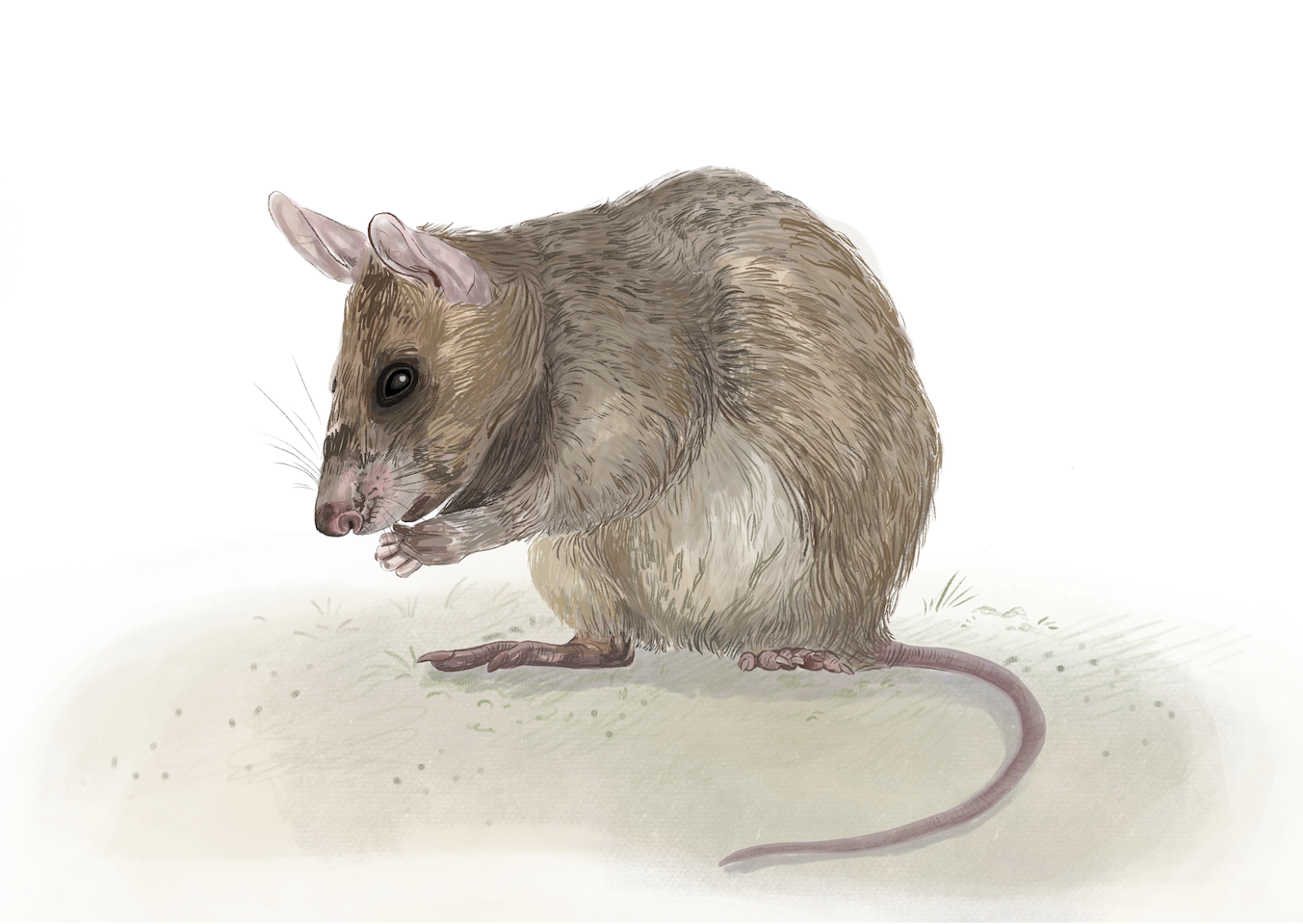 Holly Coombe - The Gambian Pouched Rat