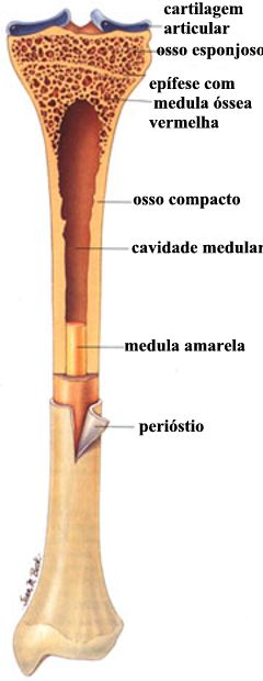 Histologia Nerd: TECIDOS ÓSSEOS ESPONJOSO E COMPACTO