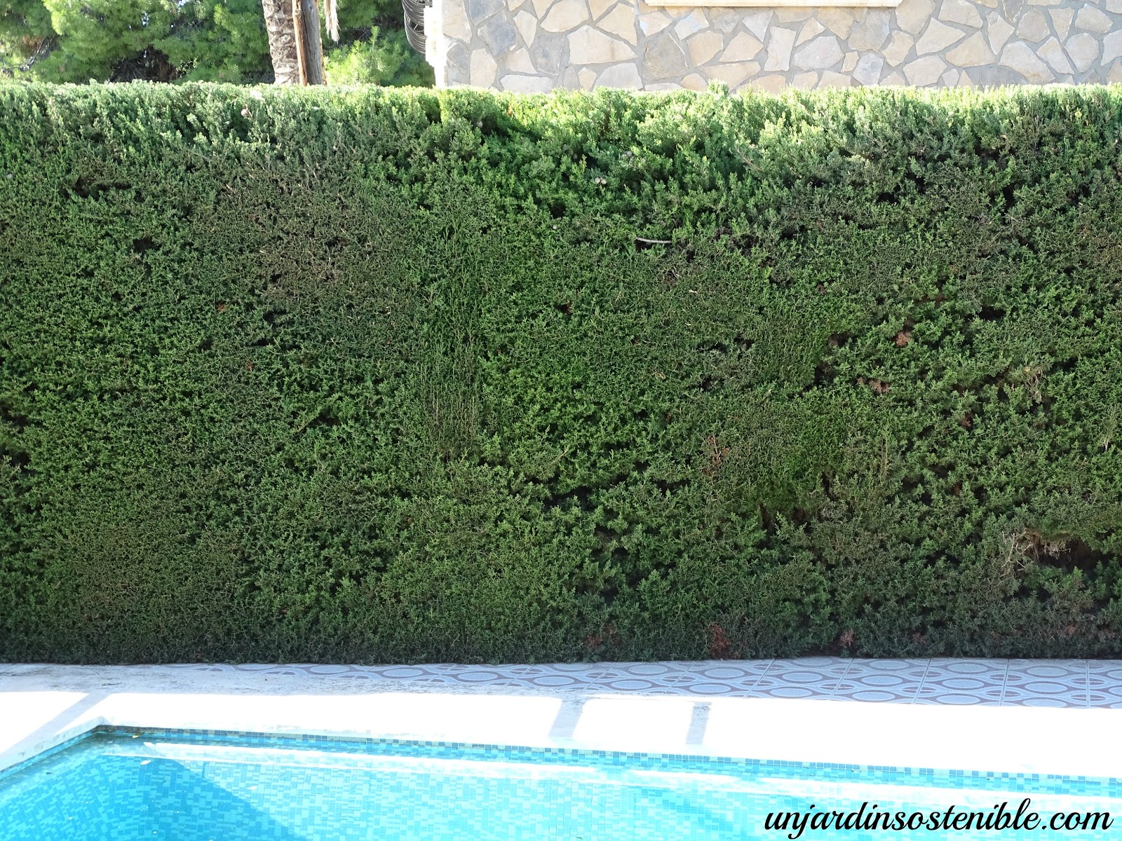 Cupressus sempervirens - Recomendaciones para efectuar seto o pantalla ...