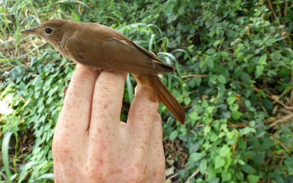 Migrant birds in Africa: Tuesdays 16-22/11/2011 The nightingale week