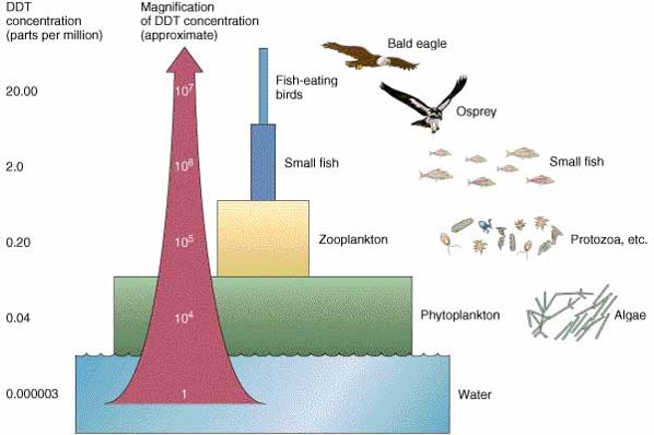 Organochlorines - History, Use and Toxicity