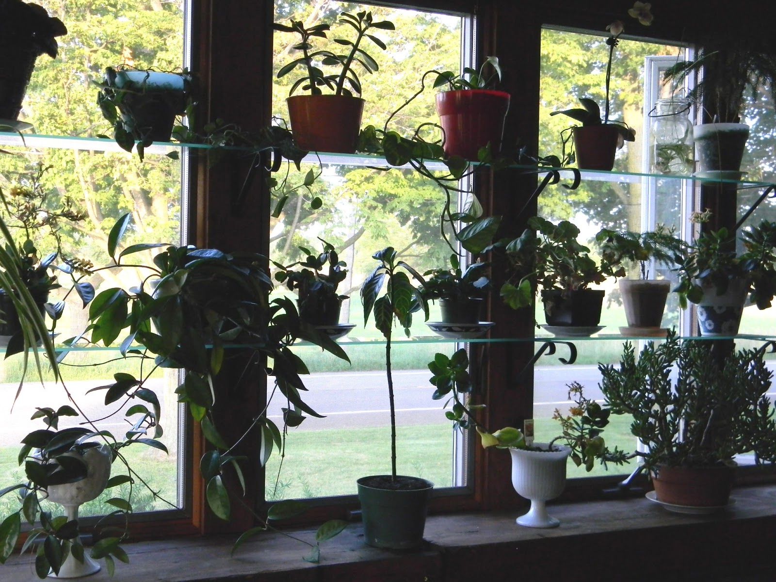 nikkiMdesign: Greenhouse Window made easy