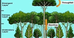INTERSEPSI DALAM BIDANG HIDROLOGI HUTAN