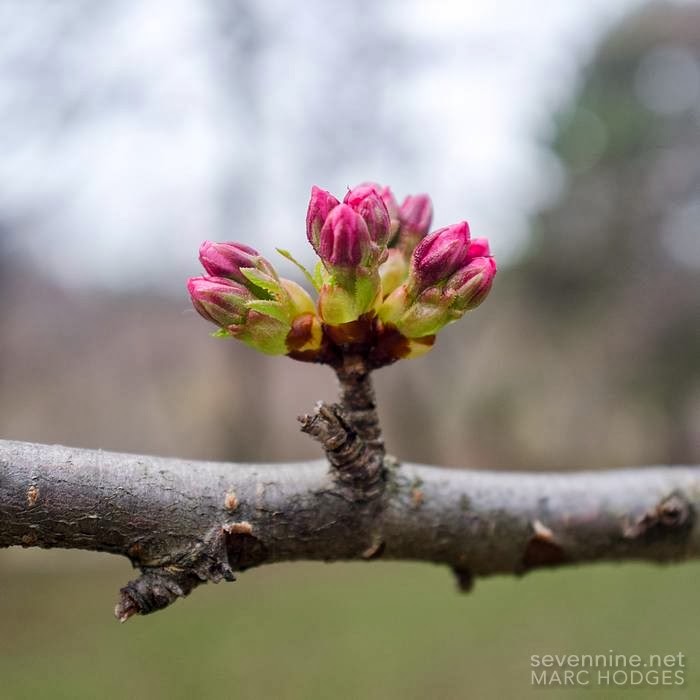 My Jesse Tree: December 19 Jesus is Flower of Jesse: Isaiah 11:1-3 ...