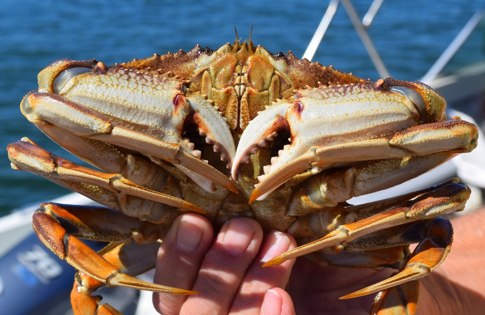 Brian and Sue on the Road: Crabby in Mystery Bay