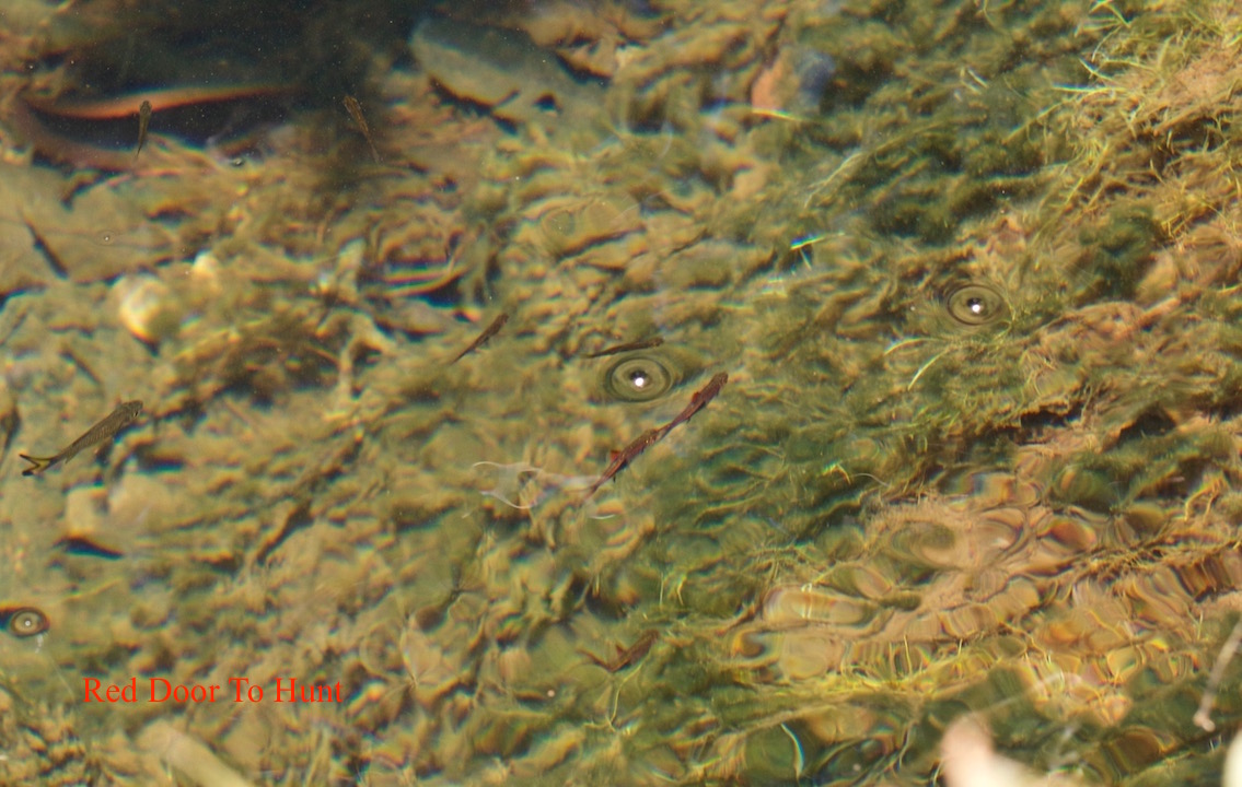RED Door To Hunt: Sebahagian Spesies Ikan Paya Air Tawar Di Selangor