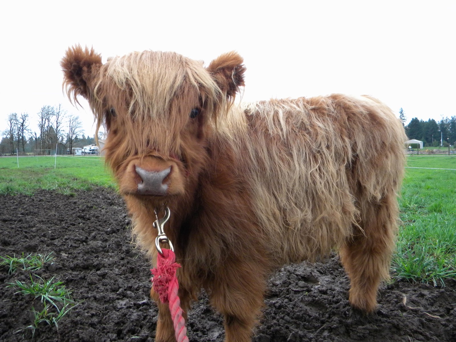 Asman Highland Cattle: Dahlia's grooming