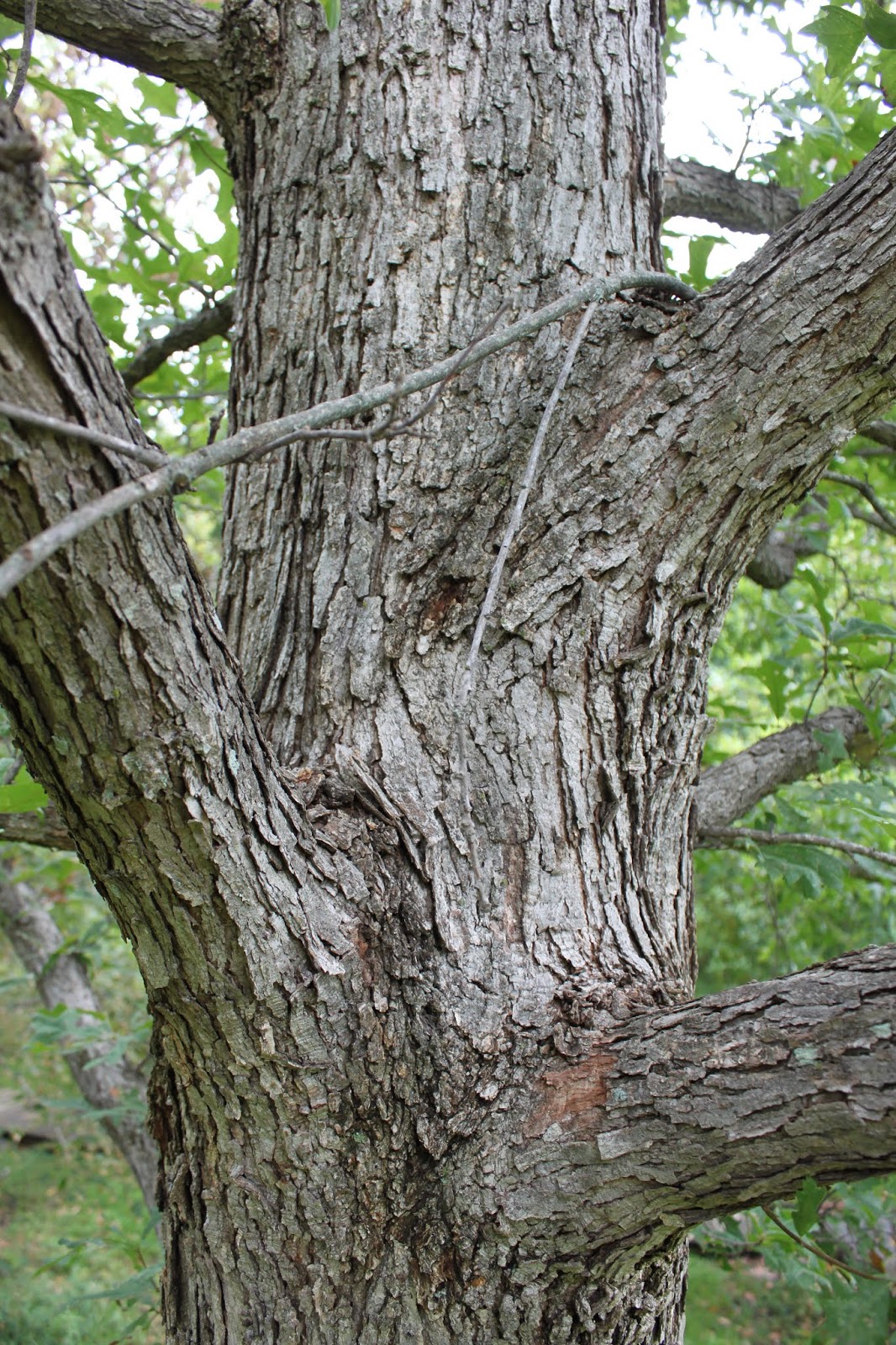 Centenary College Arboretum: Tree of the Week: Overcup Oak (Quercus lyrata)
