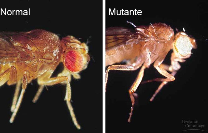 Las Mutaciones: 2014