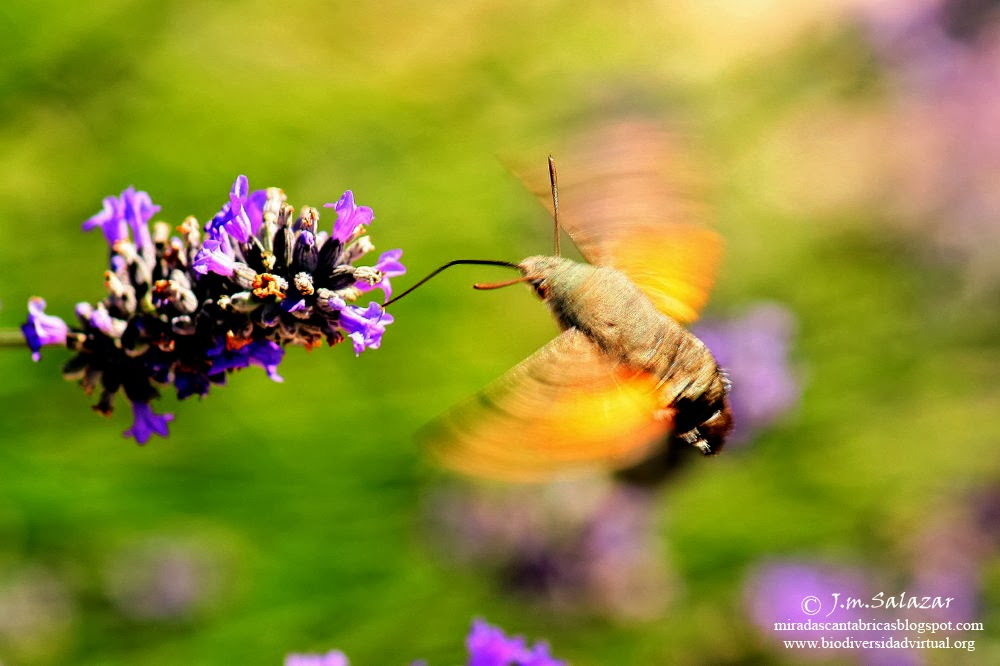 Miradas Cantábricas: Esfinge colibrí (Macroglossum stellatarum)