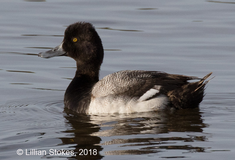 STOKES BIRDING BLOG: Lesser Scaup Identification