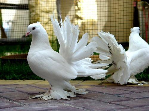 beautiful pigeons photos - Pigeon Breeds