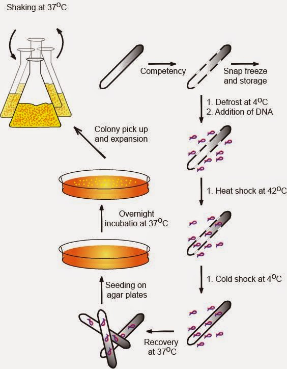BioFreaks Biochemistry Blog (v.Beta): GGS LIVE - Bacterial Transformation