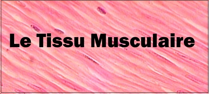 Définition de tissu musculaire | Bio faculté