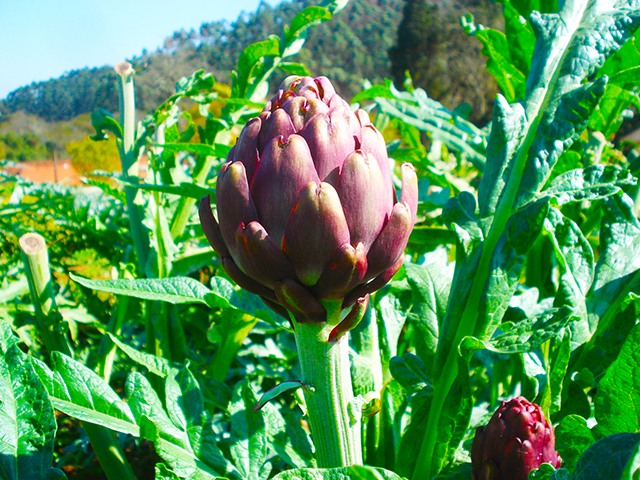 In Vino Viajas : Conheça a alcachofra, a elegante e deliciosa ...