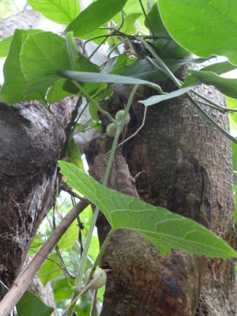 Wild Gourd - Dum Mella | SL Flora