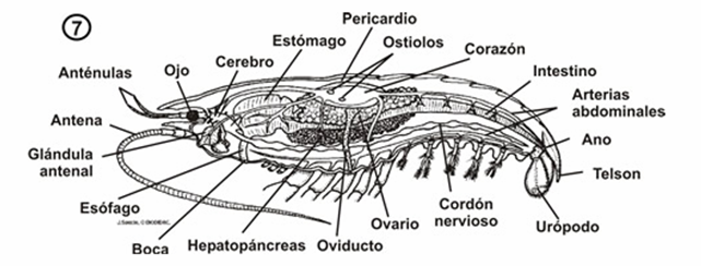 BioGeo: Disección gamba