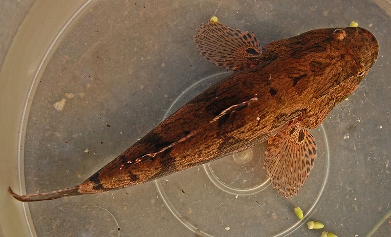 Bloso Fish | FISH WORLDs.com