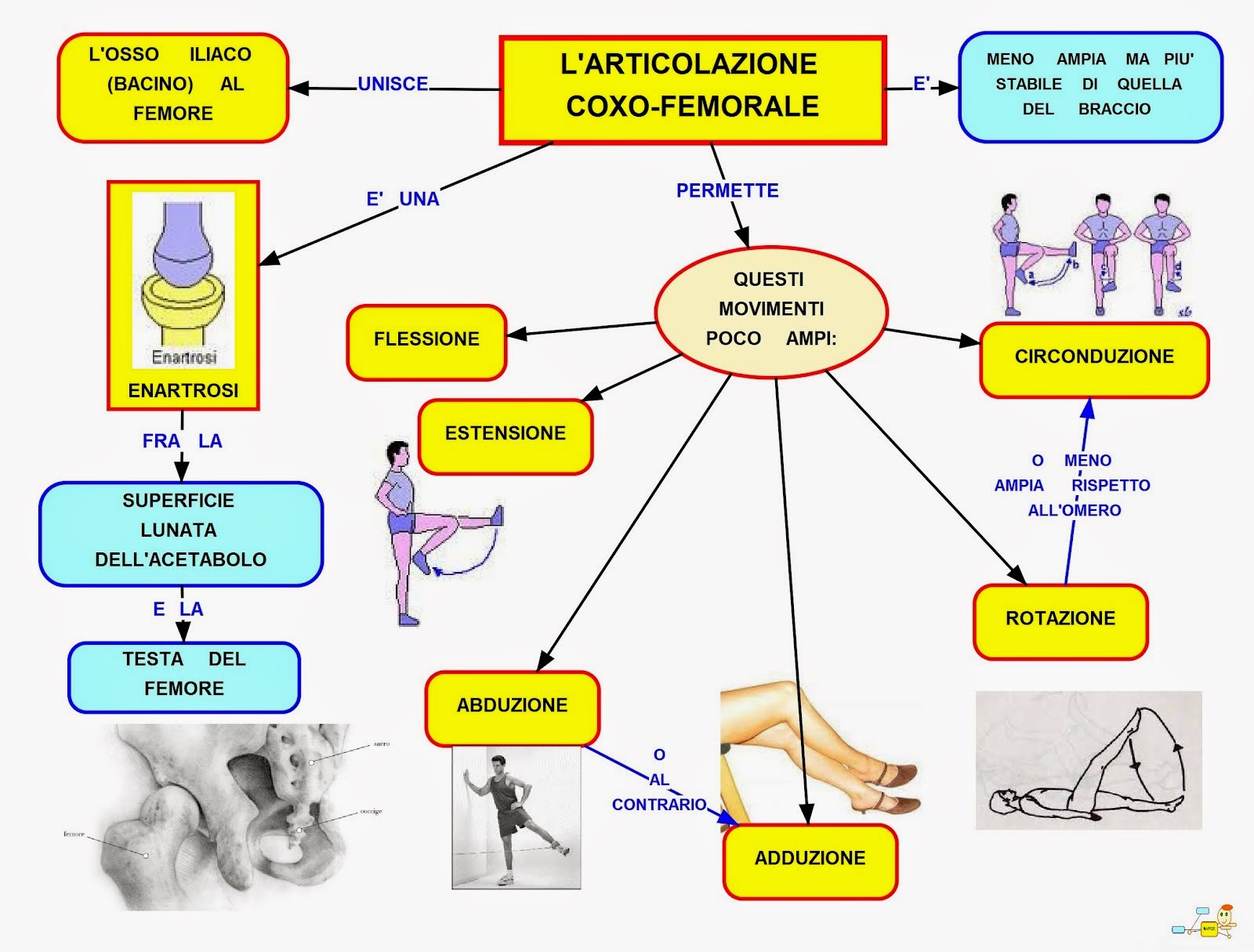 Mappa concettuale: Articolazione coxo-femorale • Scuolissima.com
