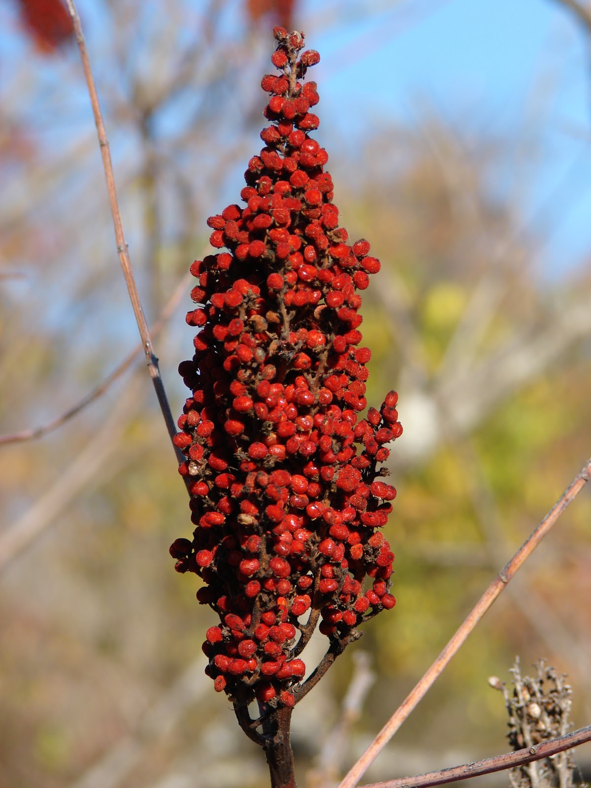 Still Waters--Notes from a Virginia Shire: Sumac in the Fall