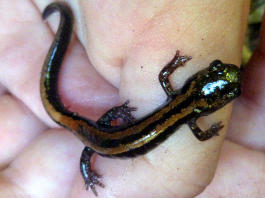 Taxonomía Chordata: Clase Amphibia