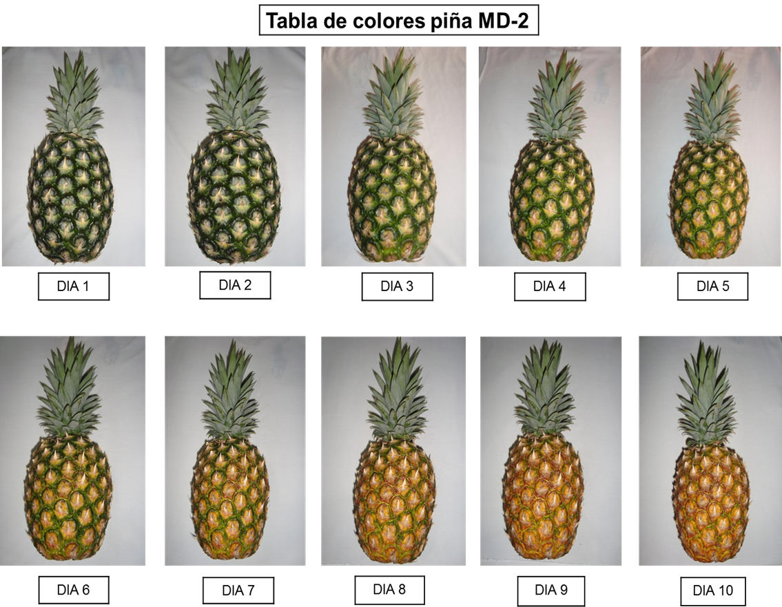tabla de colores de la piña md-2