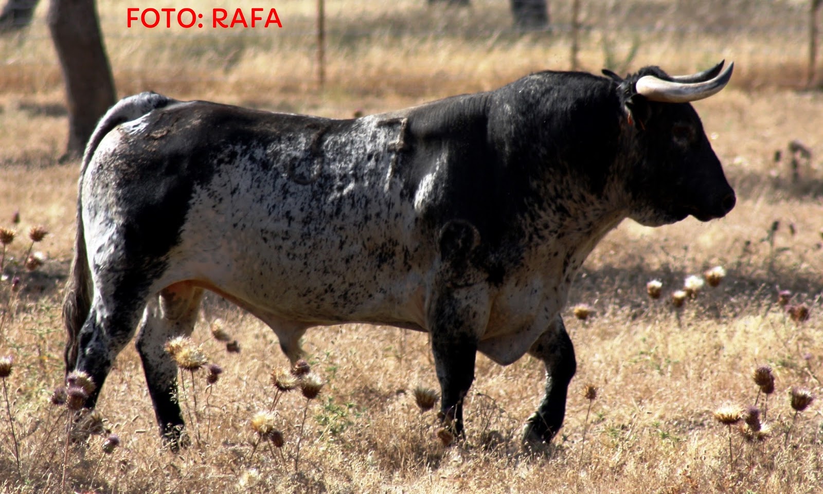 Toreo en Red Hondo: FERIA DE TAFALLA, 2016 (1): LOS TOROS DE AGUADULCE
