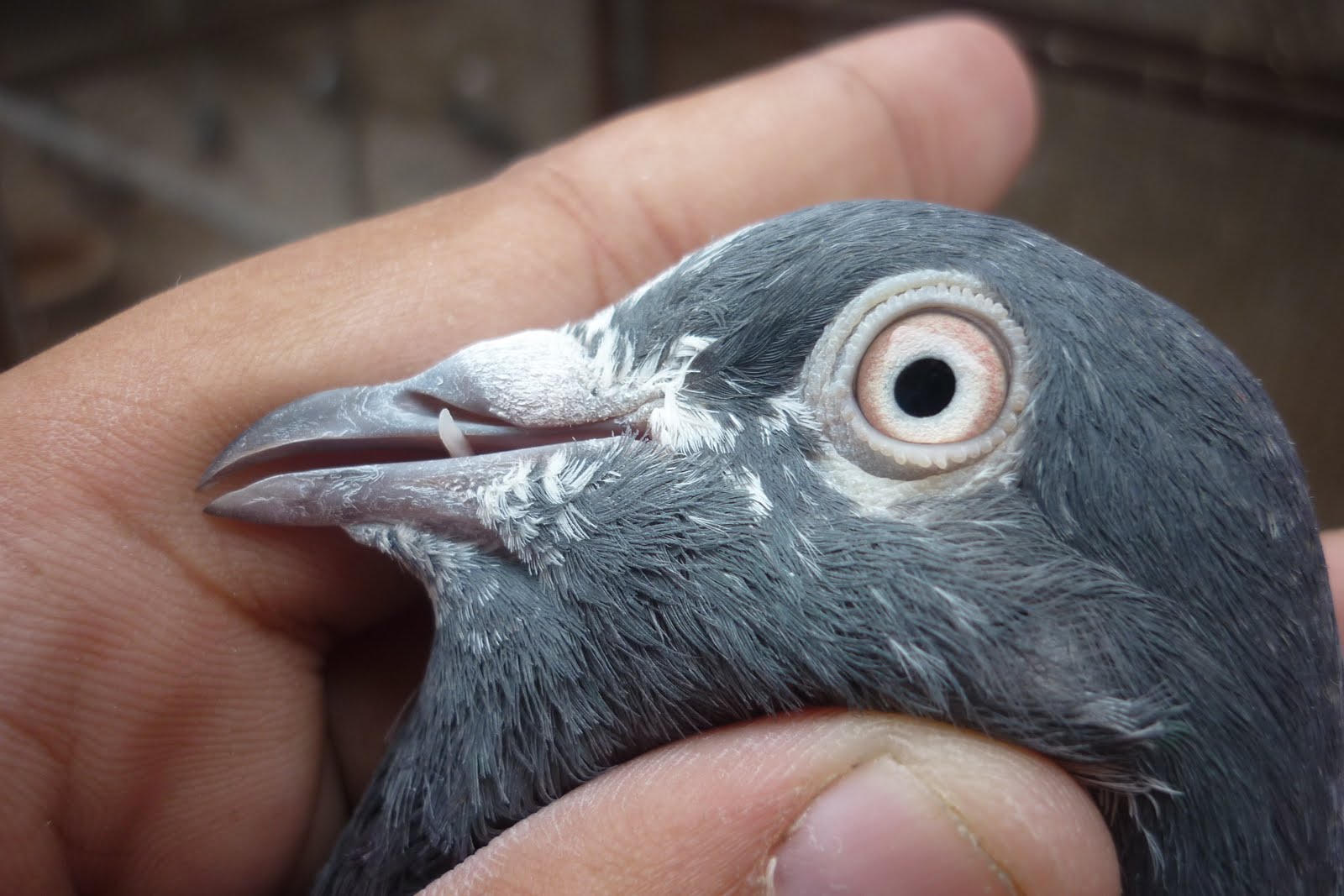 Pigeons | Kabootar Baaz | Pigeons Photos: Latest 5 Teddy Pigeons ...