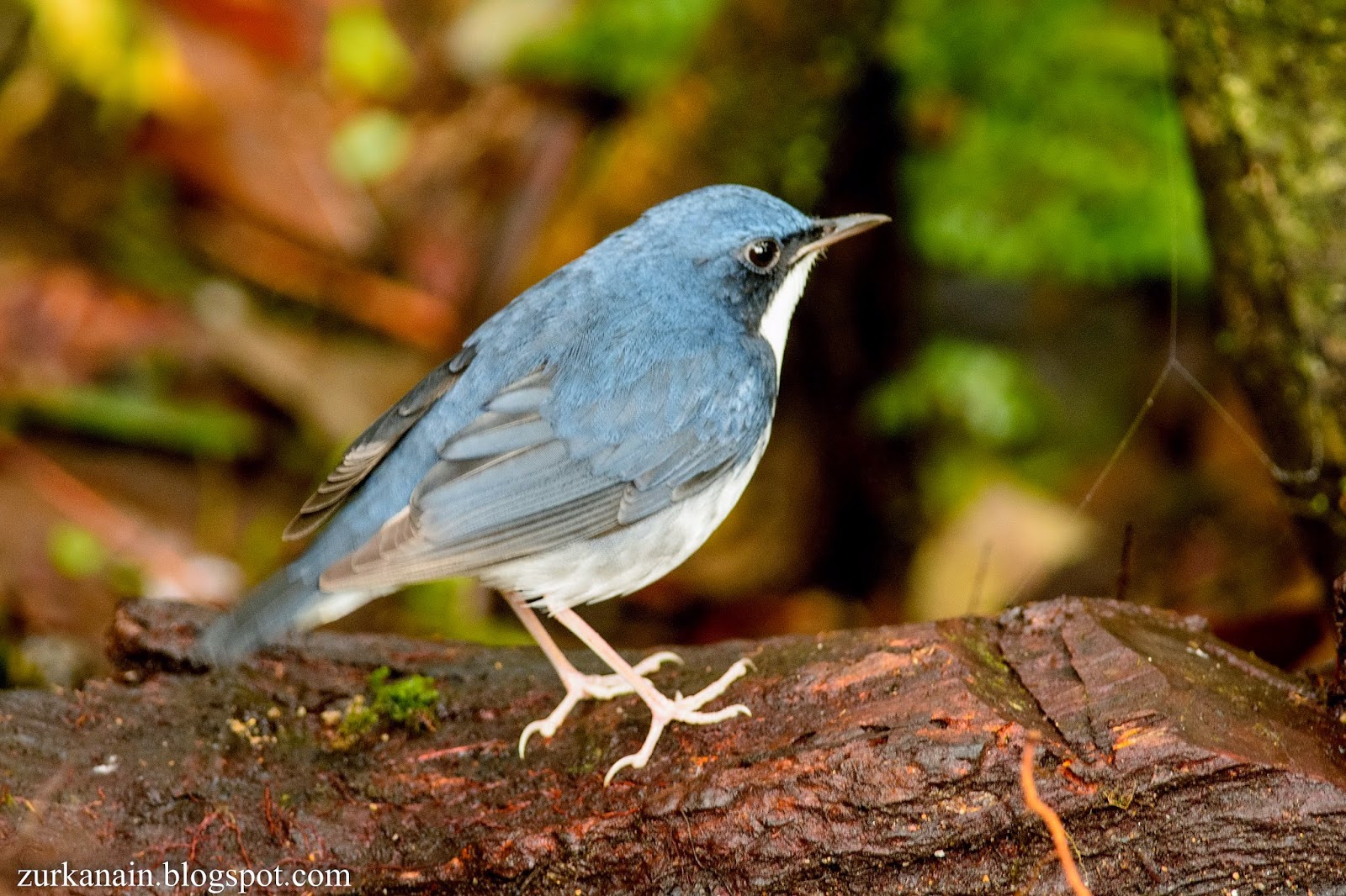 Zul Ya - Birds of Peninsular Malaysia: Siberian Blue Robin V14