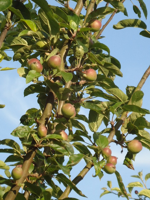 Pratos da Bela: Árvores de fruto entre outros II...