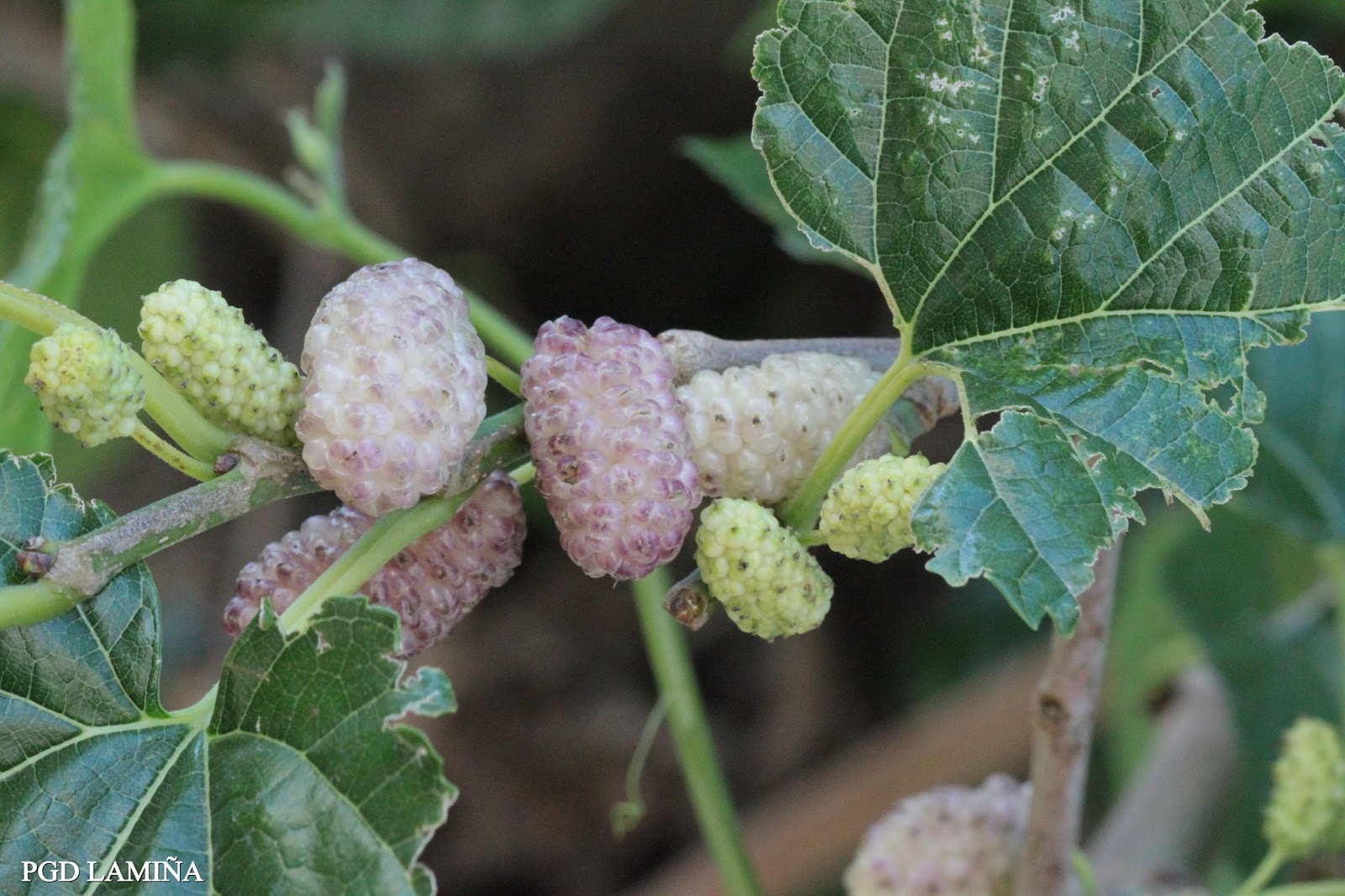 MORUS ALBA. morera o morera blanca.