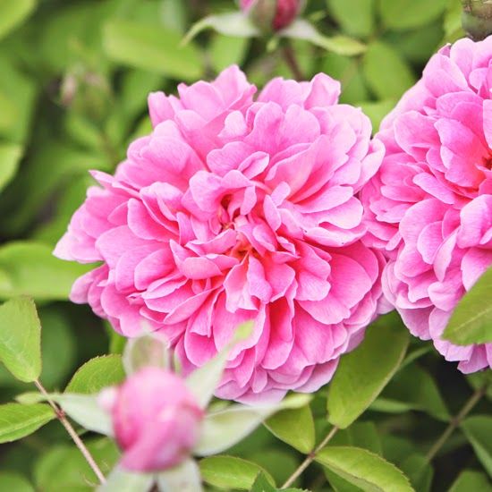 VW Garden: English Roses Blooming in All Shades of Pink