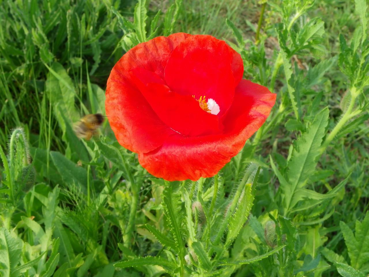 Le coquelicot