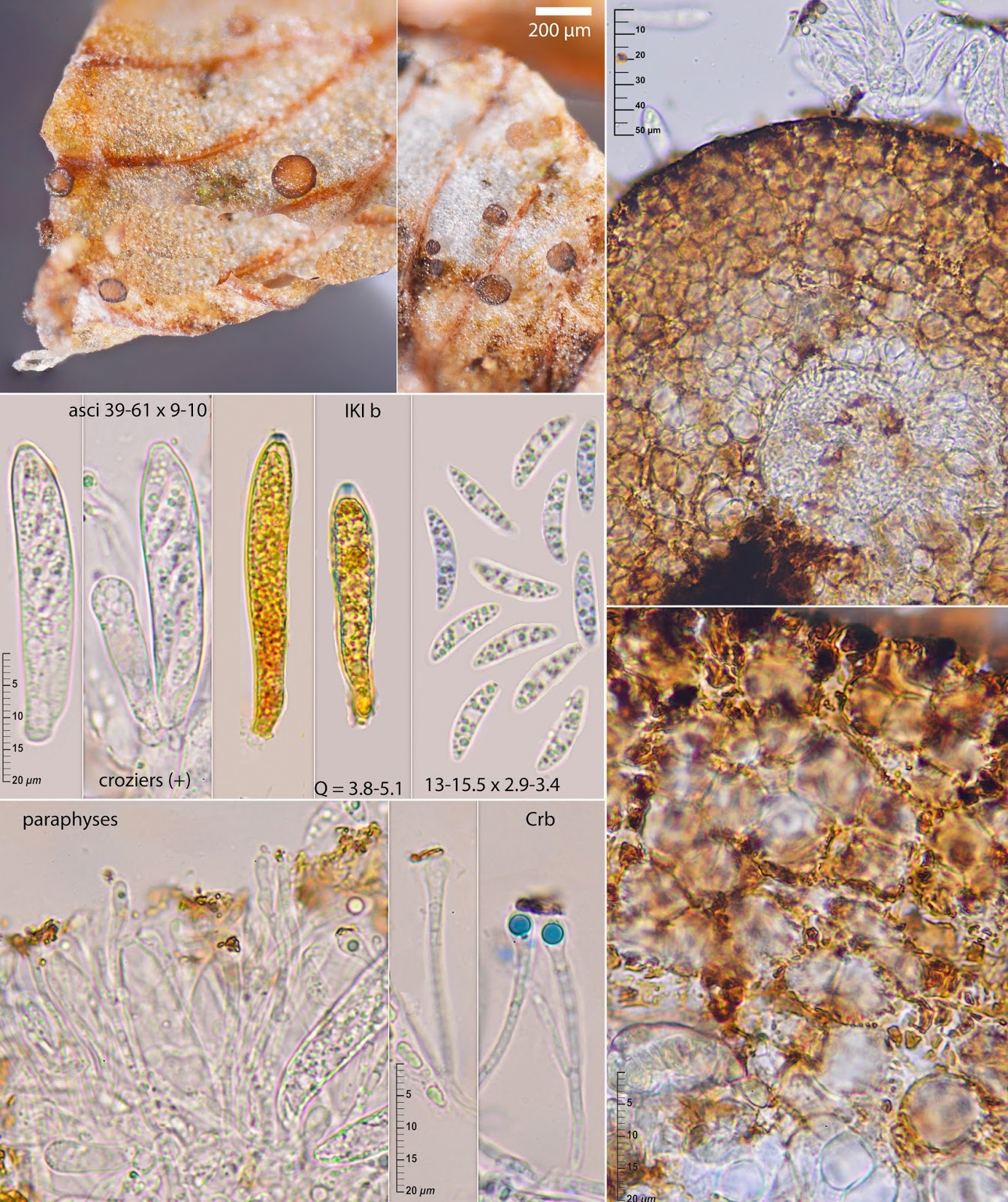 Micropeziza filicina Helleman, U. Lindemann & Yeates