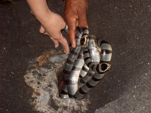Livelihoods Bali: Holy Water & Holy Snakes in Tanah