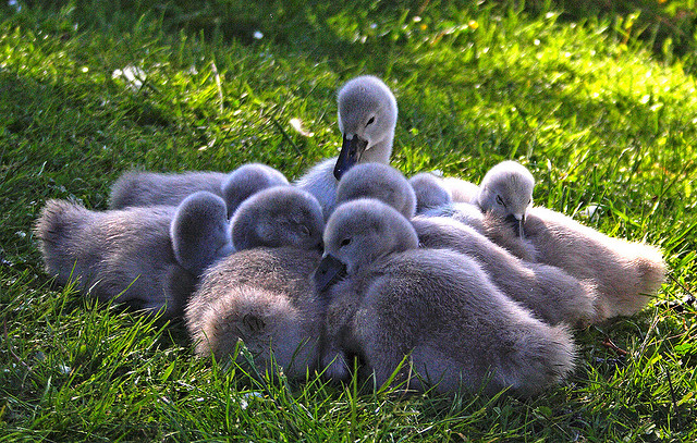 The Ducklings of Spring | The Ark In Space