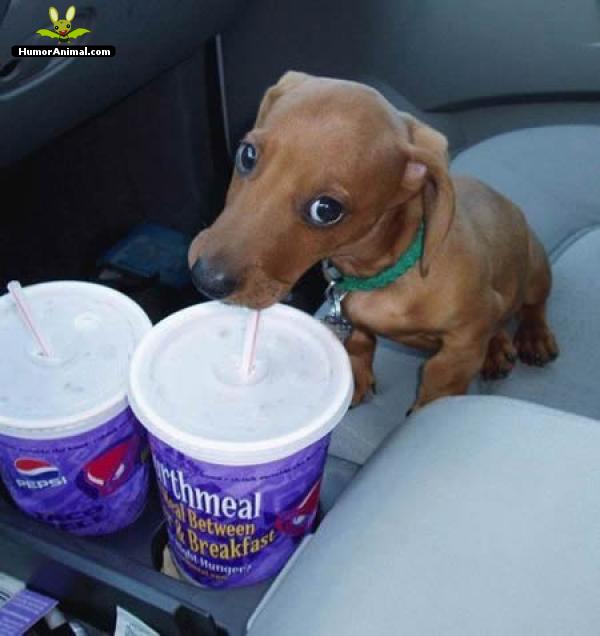 TODO SOBRE PERROS: PERROS GRACIOSOS