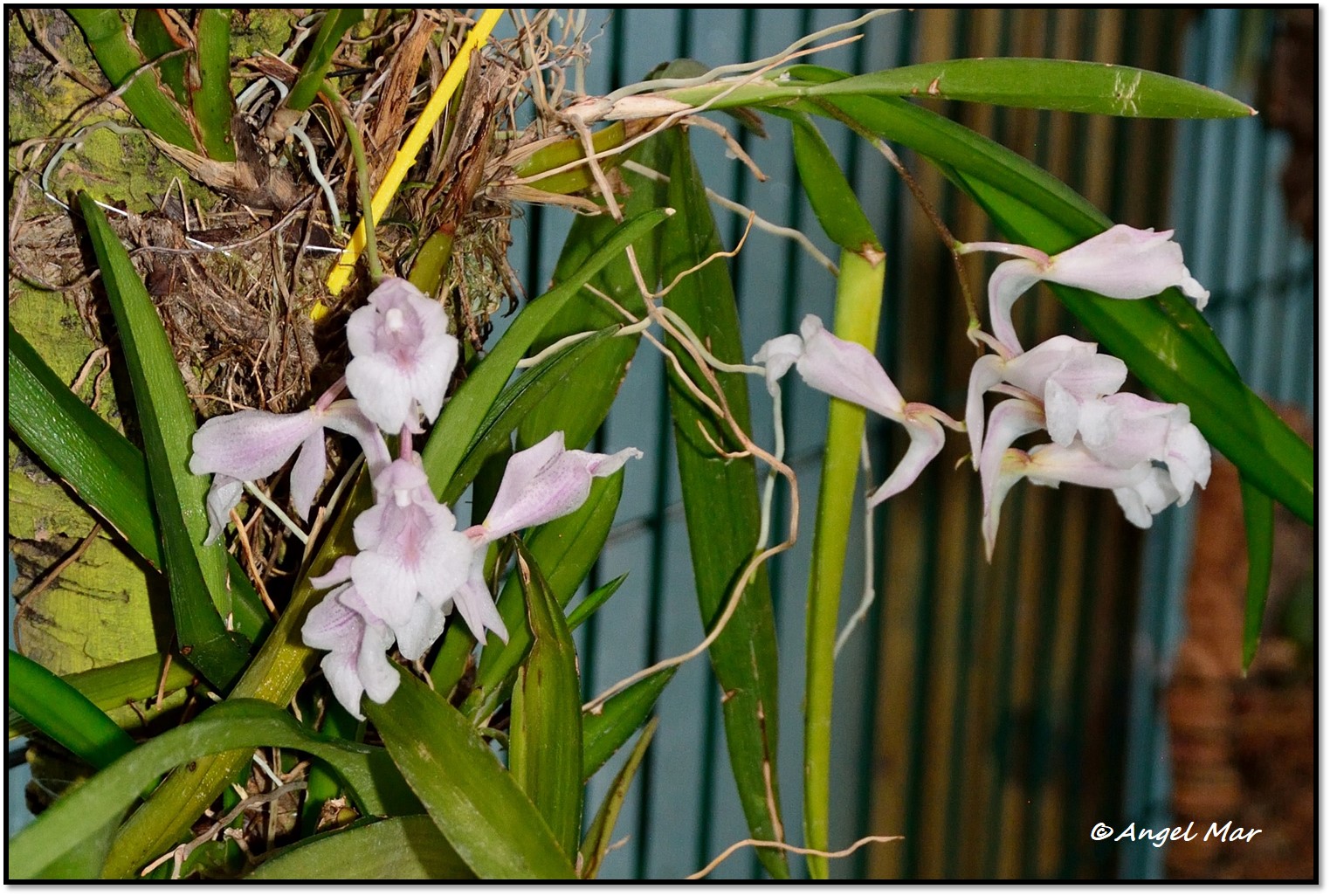 Orquídeas Blog de Angel Mar: Rodriguezia satipoana, una fragante ...
