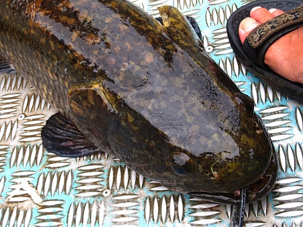 ANGLING WORLD 魔魚釣界: The Exotic Amazon Game Fish - Aimara