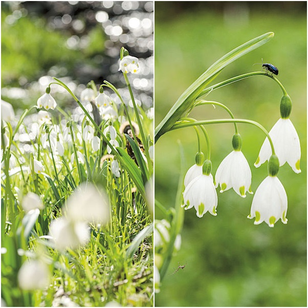 Loreen: Bledule - Chlébské údolí