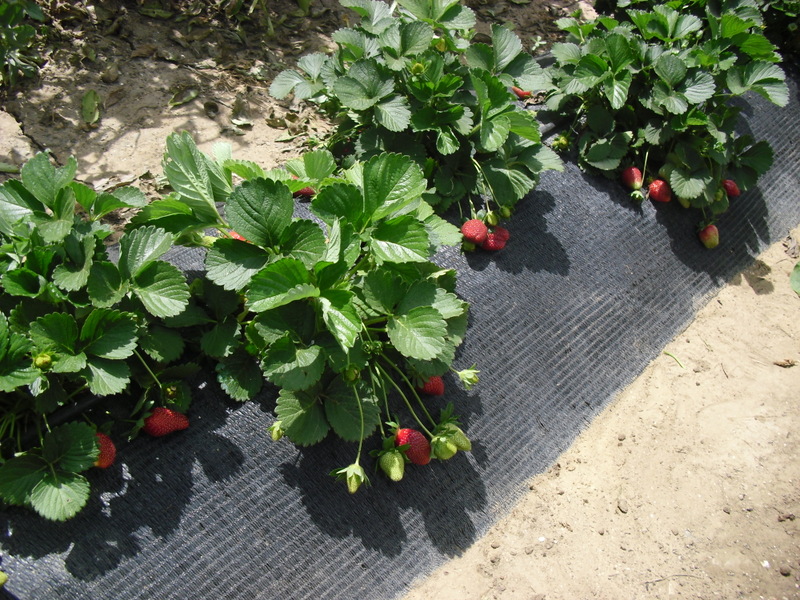 Blog Archives - downhfiles