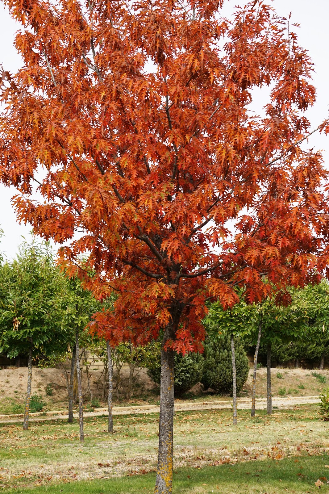 Plantas de Huerta Otea, Salamanca: Roble palustre americano, de los ...