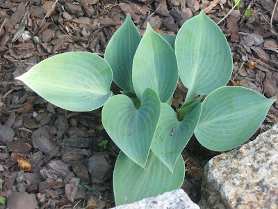 Fifty shades of green: Hosta 'Blue Moon'