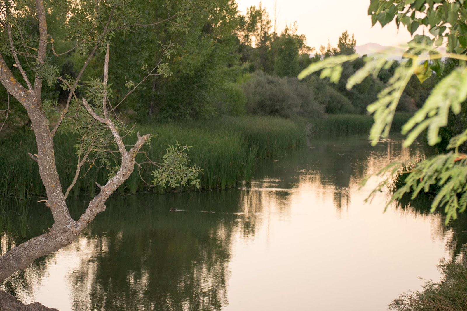 El Monte de El Pardo: Fotografía, Fauna y Naturaleza