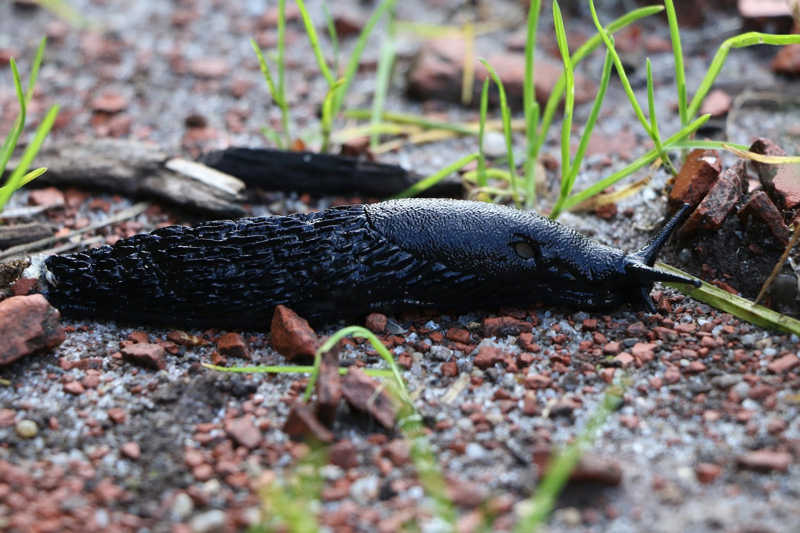 Mine naturfotos: Have og skov 5/8 - snegle