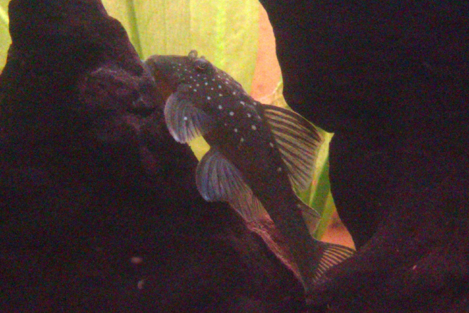 My Fish Tanks: My new pleco, L128 (Blue Phantom)