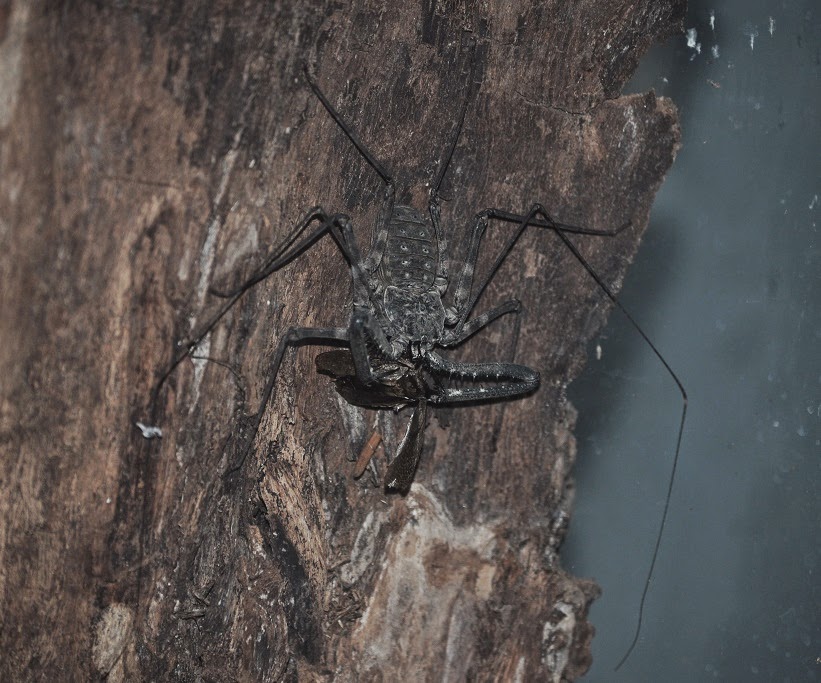 ZOOTOGRAFIANDO (6.096 ANIMALS): AMBLIPIGIO DE TANZANIA / TAILLESS ...