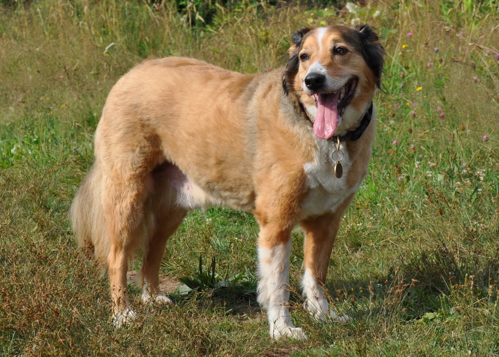 Codename Farmcollie: English Shepherd Hike, July Edition