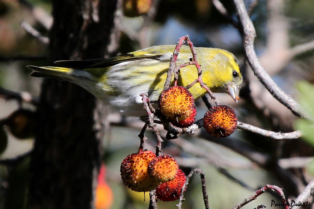 A arte de debicar: Lugre ou Pintassilgo-do-Norte